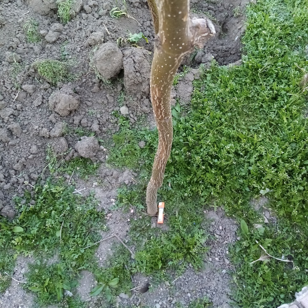 Copac Paulownia de un an – Paulownia Way