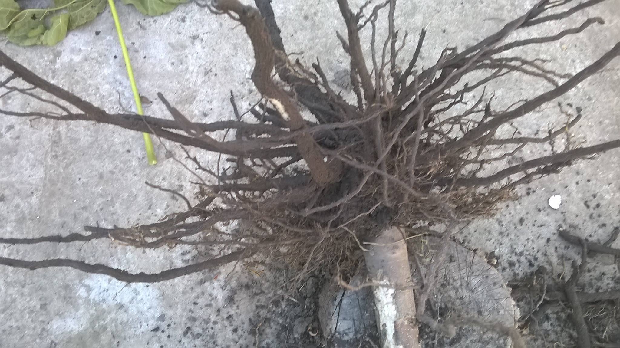 Copac de Paulownia de 2 ani – Paulownia Way